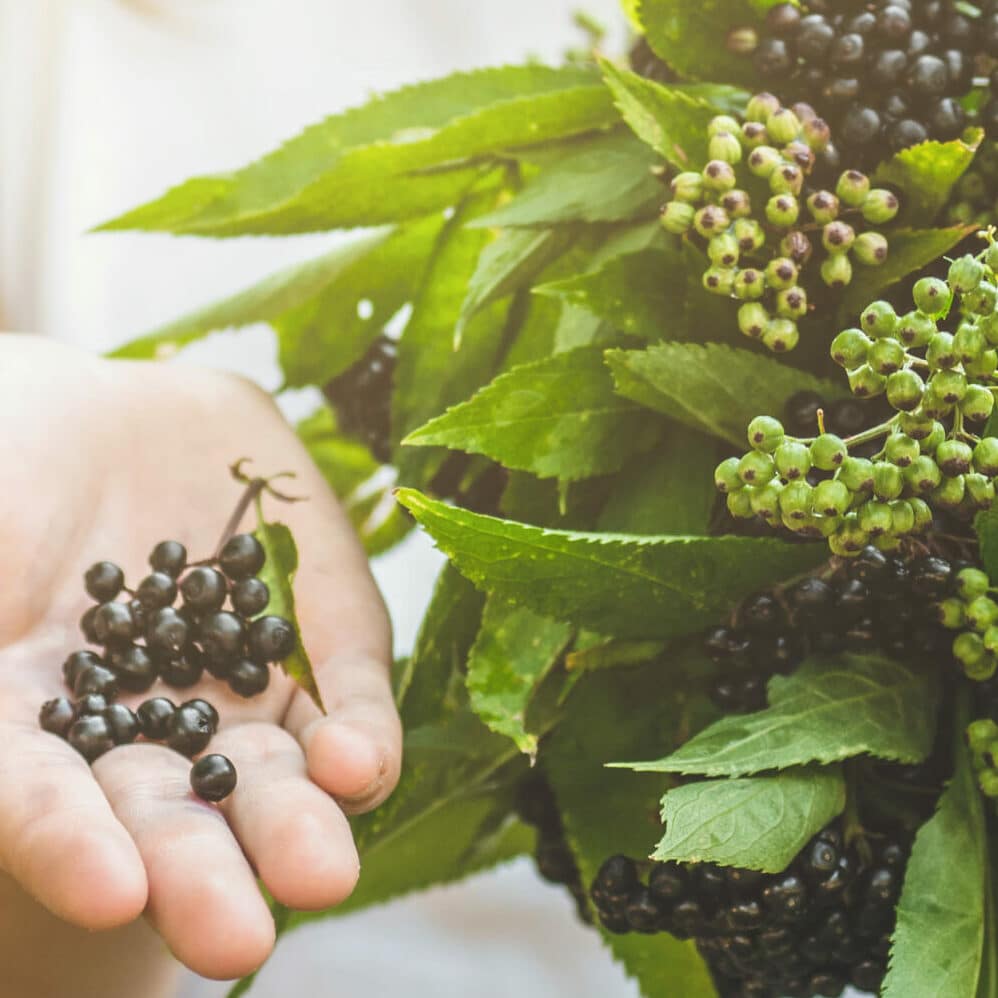 Interesanti fakti par melno plūškoku (Sambucus Nigra)